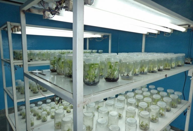 Tissue Culture Lab – DEPARTMENT OF AGRICULTURE