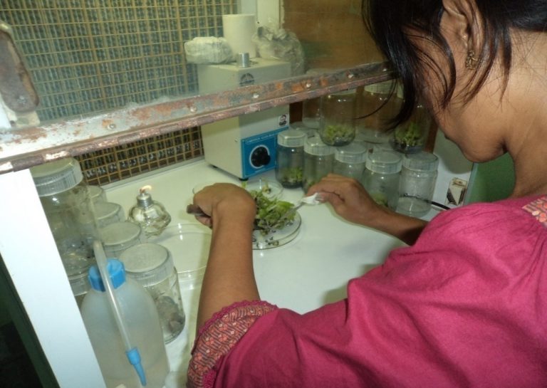 Tissue Culture Lab – DEPARTMENT OF AGRICULTURE
